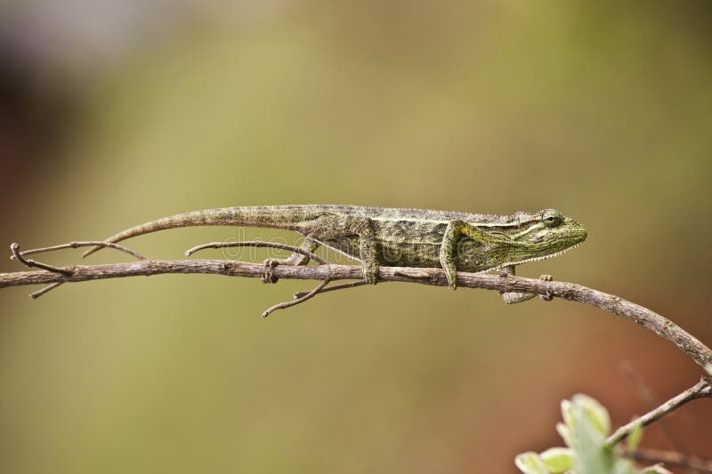 Chameleon walking stock photo. Image of lizard, green - 4579448