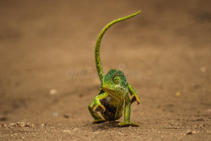 Chameleon Walking into Camera Stock Photo - Image of wildlife ...