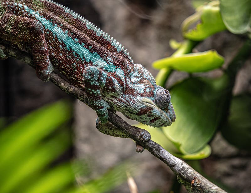 Chameleon walking stock photo. Image of lizard, green - 4579448