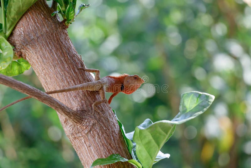 Chameleon Walking on Tree, Reptile Background, Orange Chameleon Stock ...