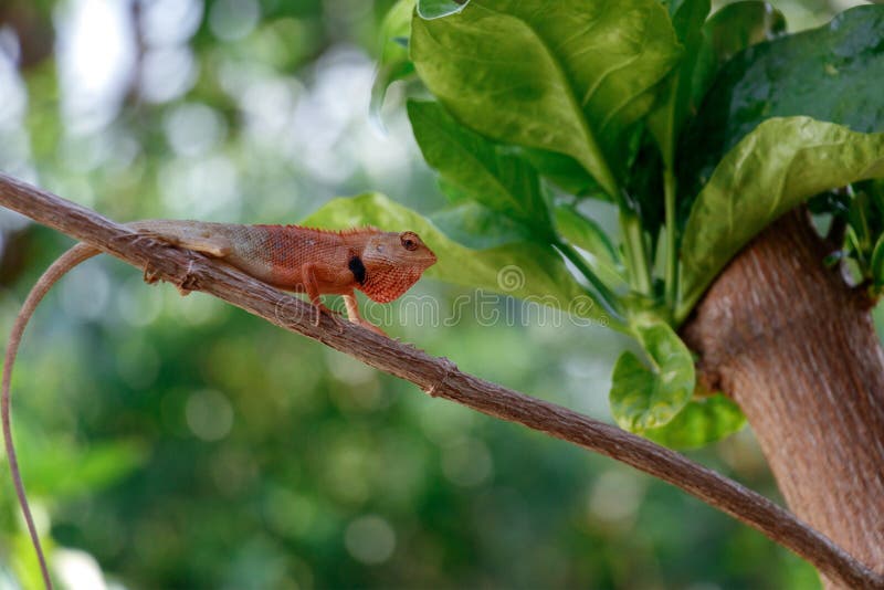 Chameleon Walking on Tree, Reptile Background, Orange Chameleon Stock ...