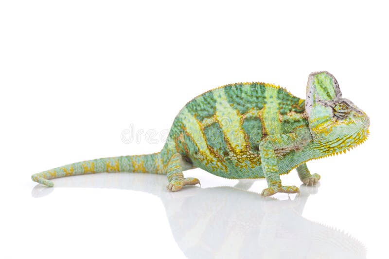 Chameleon on White Background Stock Image - Image of nature, themes ...
