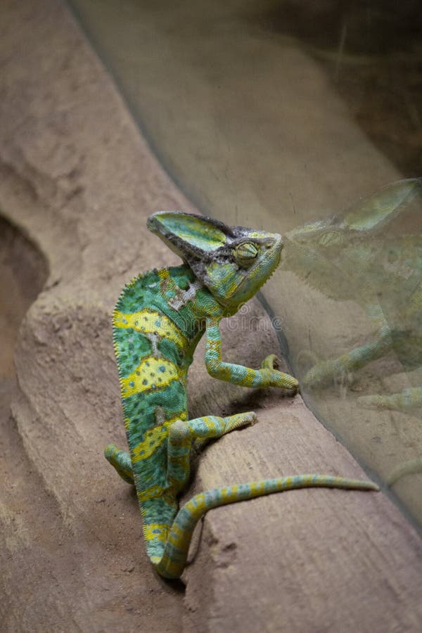 Chameleon, Stereoscopic Vision, Turquoise Blue and Purple Stock Image ...