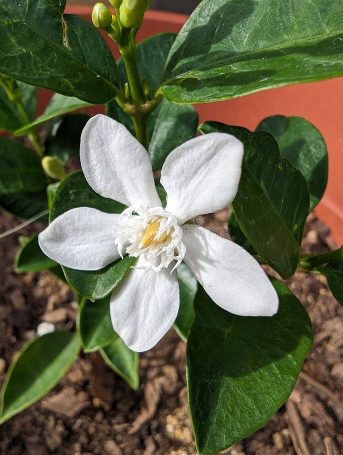 Chameli or Jasmine Flower Close-up Stock Photo - Image of wildflower ...