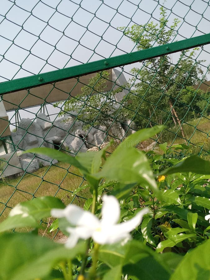 Chameli ka phool stock photo. Image of lawn, grass, shrub - 260426290