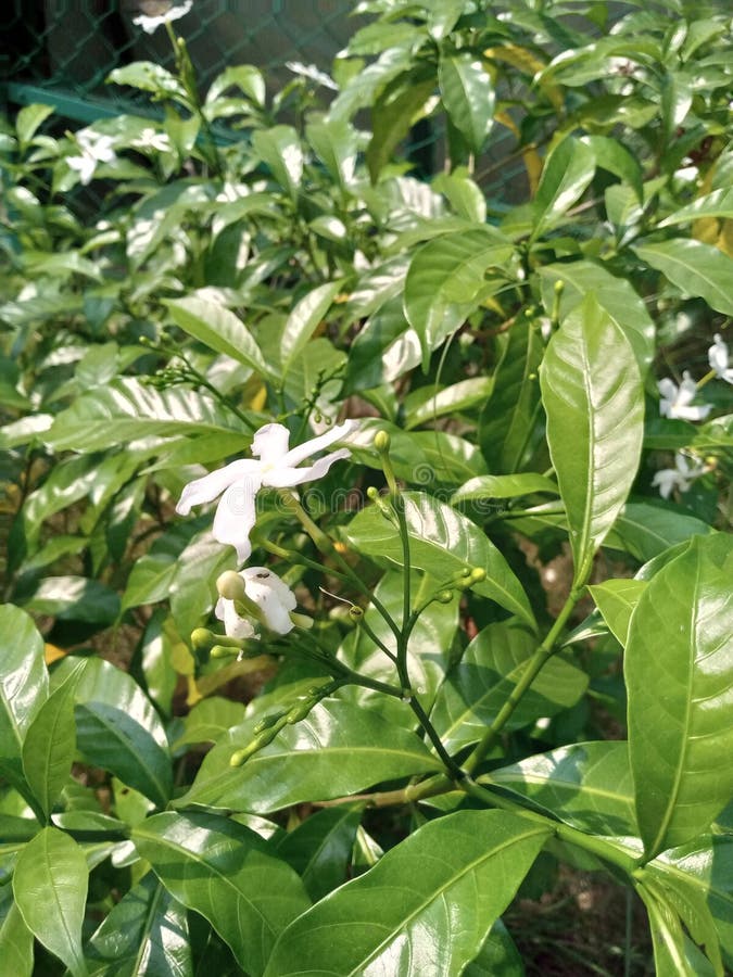 Chameli Flower Tree Stock Photos - Free & Royalty-Free Stock Photos ...