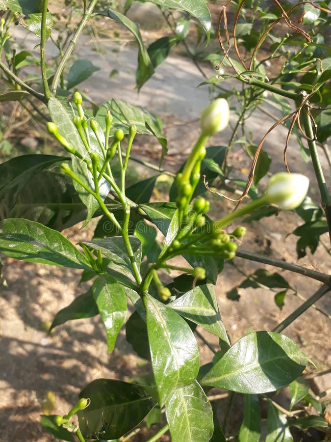 Chameli Plants Tree Effective Thems Stock Image - Image of thems, tree ...