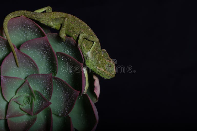 104 Camouflage Chamelion Stock Photos - Free & Royalty-Free Stock ...