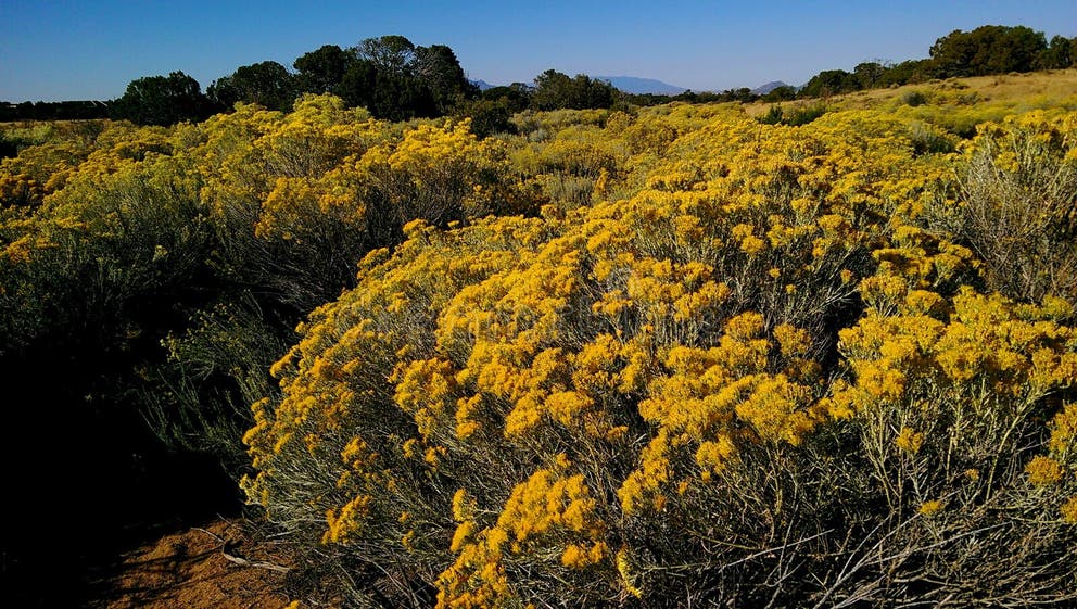 Chamisa nel New Mexico fotografia stock. Immagine di fogliame - 61532886