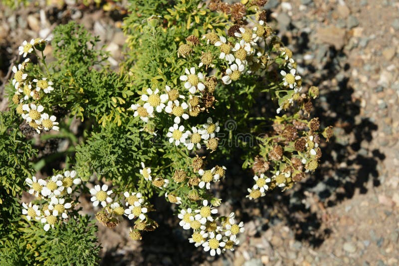 Chamiza Fotos de stock - Fotos libres de regalías de Dreamstime