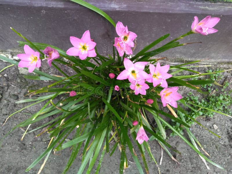 Chamki стоковое изображение. изображение насчитывающей ñ‹ - 123133487