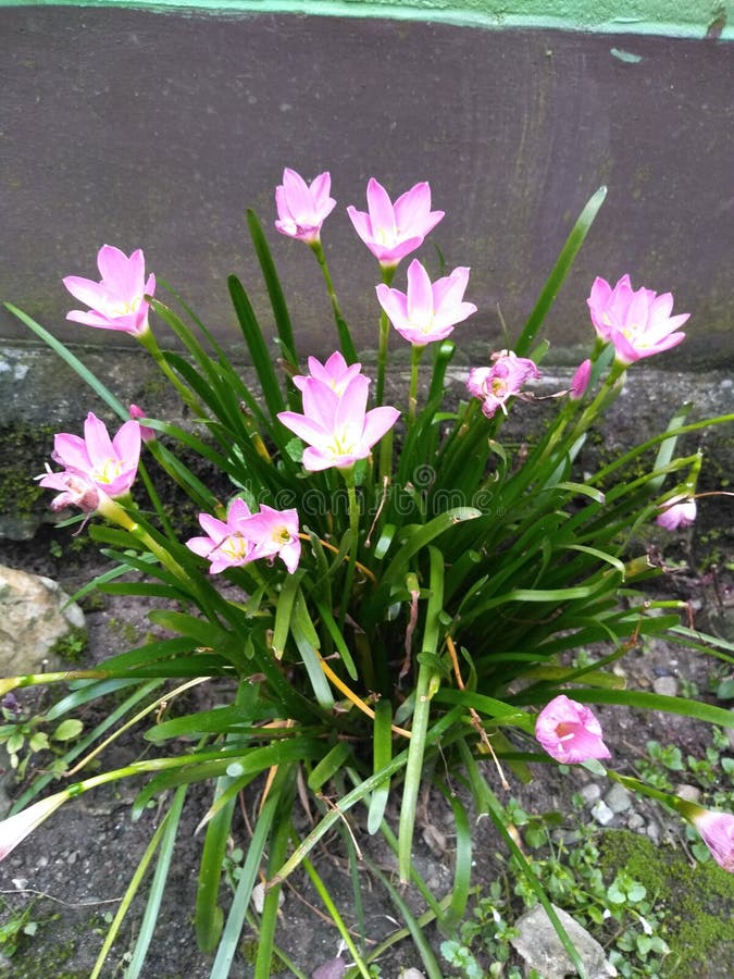 Chamki bukkey stock image. Image of natures, beauties - 123133365