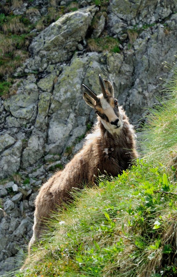 Chamois stock image. Image of nature, chamois, animal - 11696393