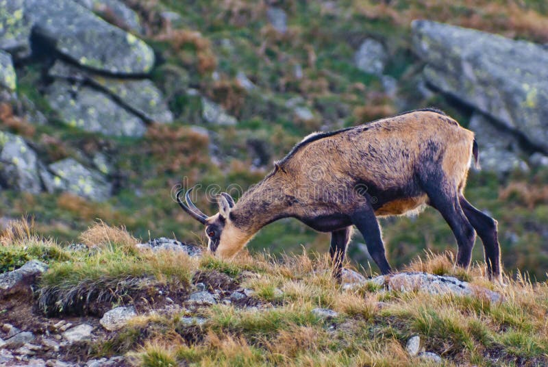 Chamois stock image. Image of nature, europe, granite - 21531151