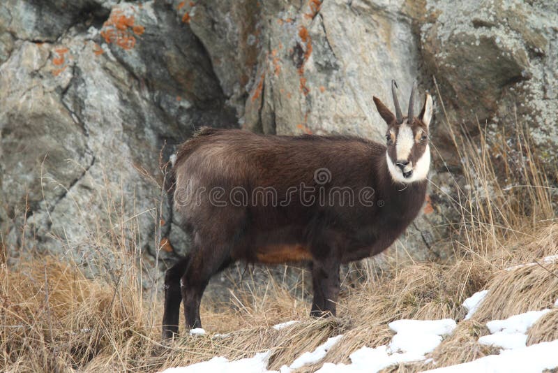 Chamois alpin photo stock. Image du faune, stationnement - 86747224