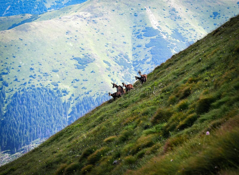 Chamois family on a trip stock image. Image of natural - 81778601