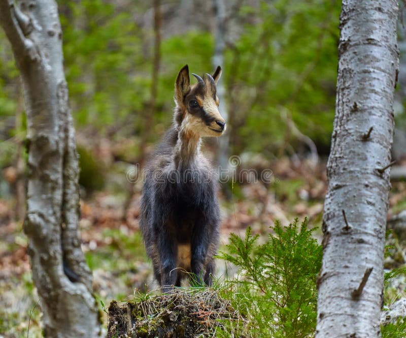 Chamois Mountain Goat on a Cliff Stock Image - Image of park, wild ...