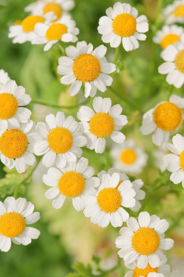 5,604 Chamomile Backgrounds Stock Photos - Free & Royalty-Free Stock ...