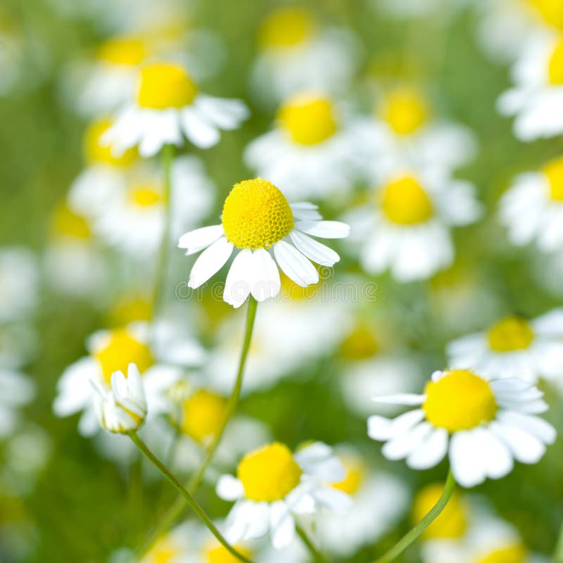 Chamomile stock photo. Image of chamomile, nature, flavor - 25546328