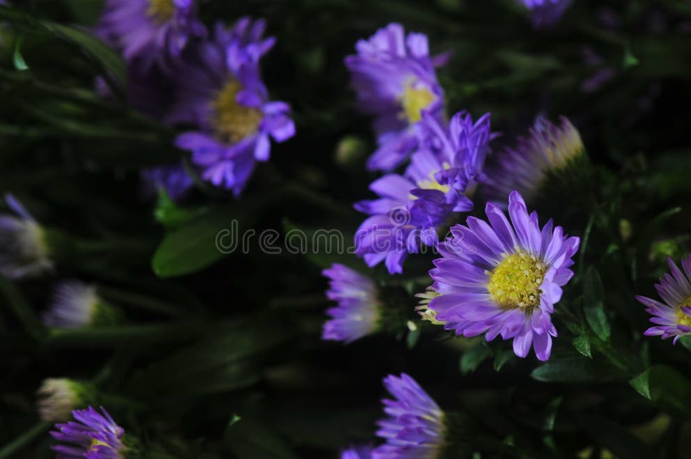 Chamomile stock image. Image of core, flower, daisy, purple - 37704487