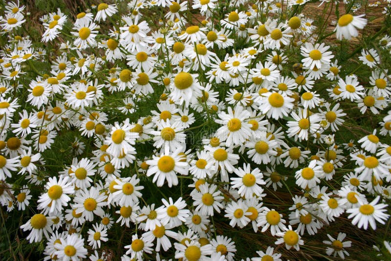 Chamomile color stock image. Image of blossom, petal, bloom - 1001195