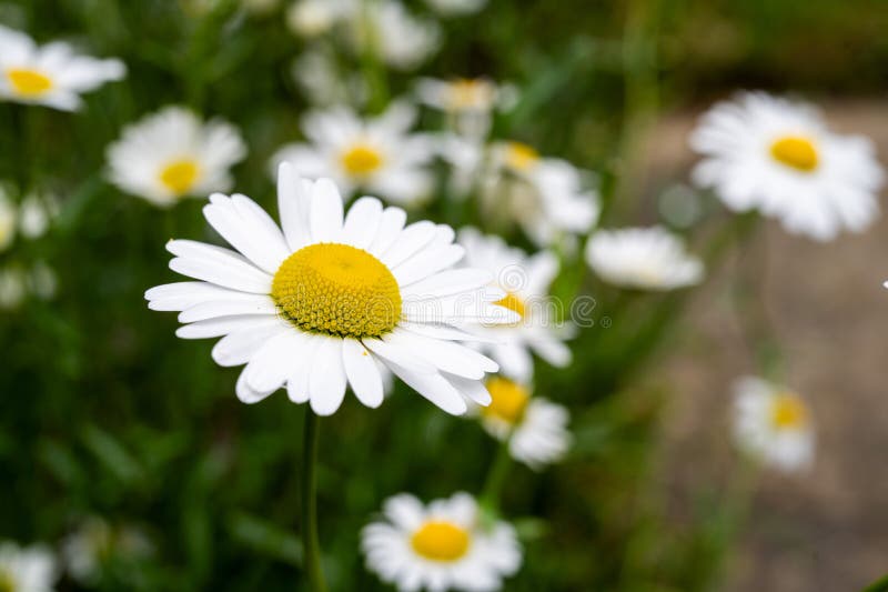 Chamomile Daisy Flowers Slow Movement Shallow Depth Field Stock Photos ...