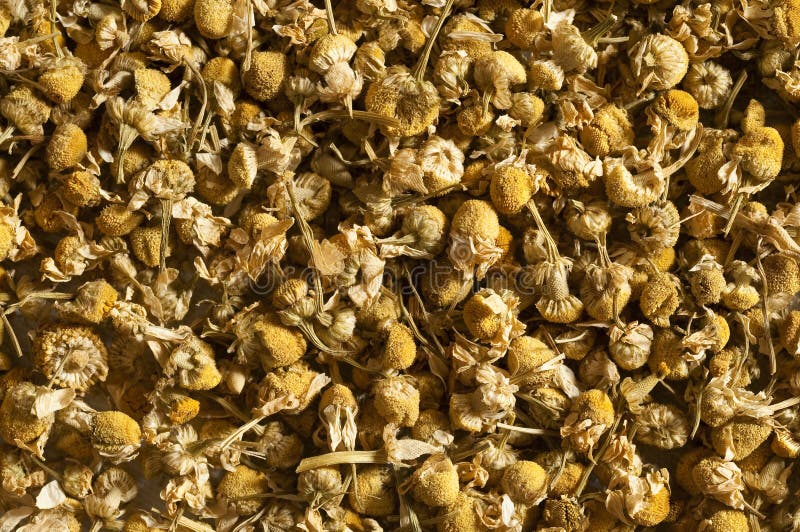 Chamomile dried flowers stock photo. Image of dried, sleep - 13598668