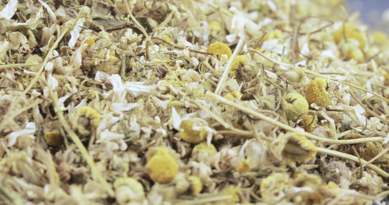 Pharmacy Chamomile Floats in Water Blue Water Background Stock Footage ...