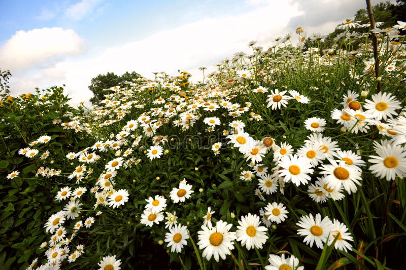 Chamomile field stock photo. Image of floral, aromatherapy - 12877664