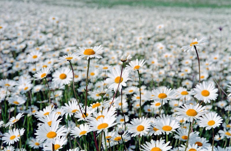 Chamomile Field Flowers Border. Beautiful Nature Scene Stock Image ...