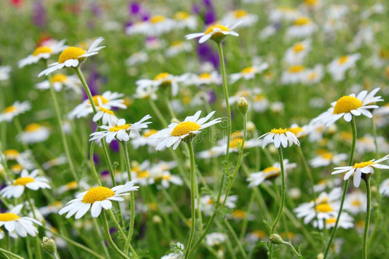 Chamomile field stock image. Image of white, color, flower - 24923973