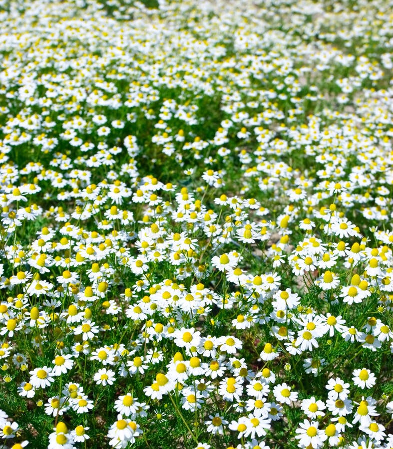 Chamomile field stock photo. Image of pure, flora, bloom - 8397176