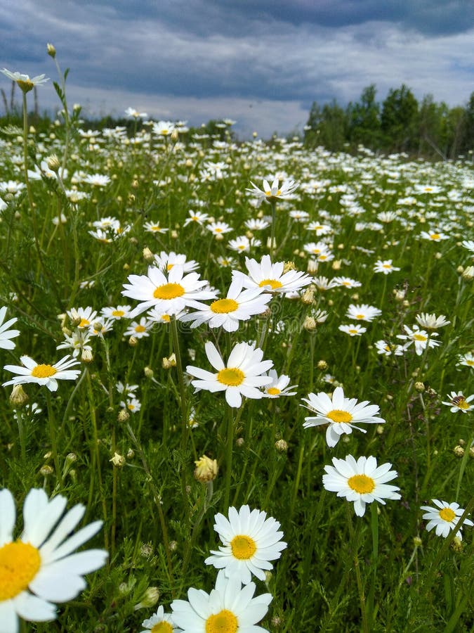 Chamomile field stock image. Image of chamomile, field - 220557653