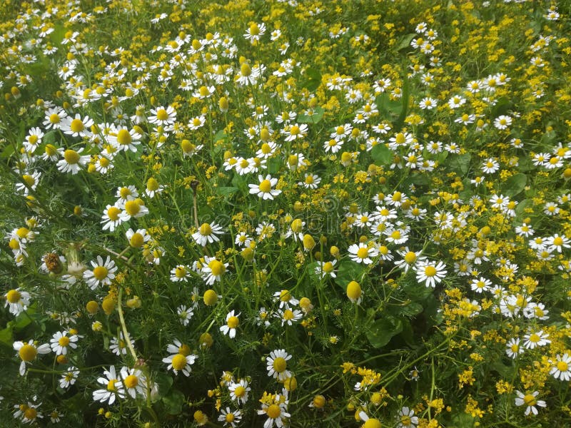 Chamomile field stock image. Image of medicine, bloom - 186611281