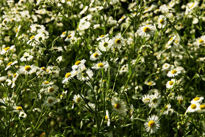 Chamomile stock image. Image of farm, grass, wildflower - 41696247