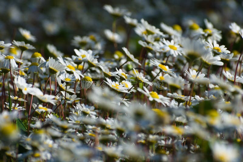 Chamomile Field on a Sunny Day. Stock Photo - Image of beauty, daisy ...