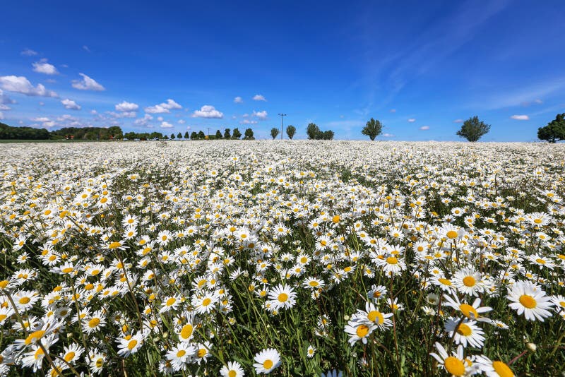 Chamomile Field on a Sunny May Day Stock Image - Image of grass ...