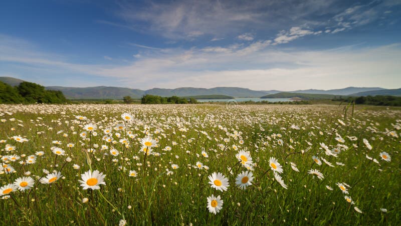 Chamomile field stock image. Image of botany, freshness - 40995861