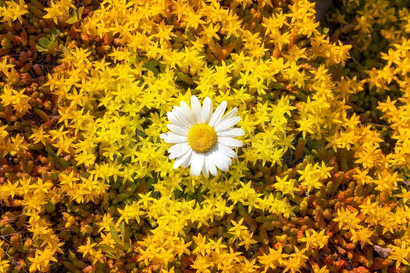 Chamomile Flower in the Center of Yellow Small Flowers. Background of ...