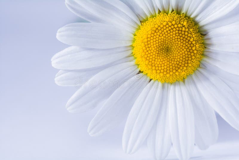 Chamomile Flower Close Up on White Background Stock Image - Image of ...