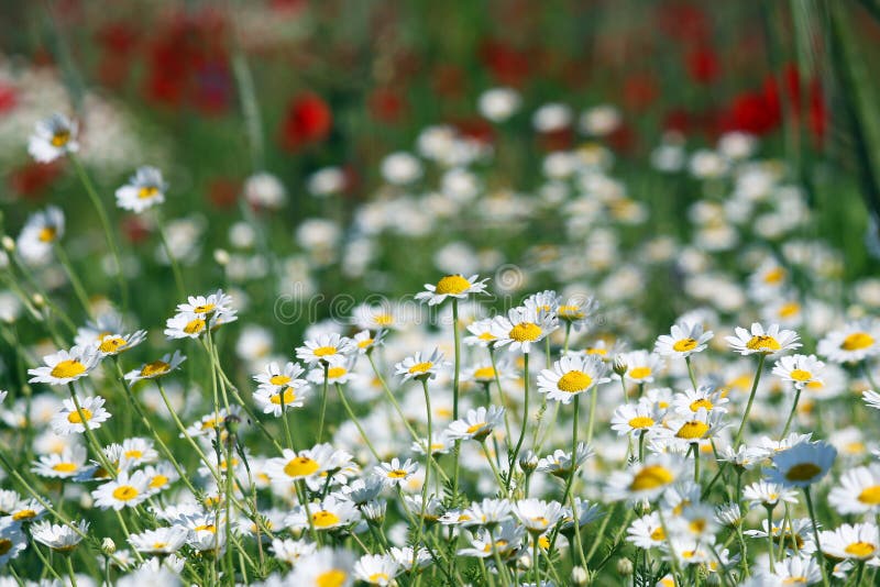 Chamomile field. stock photo. Image of garden, colorful - 71962570
