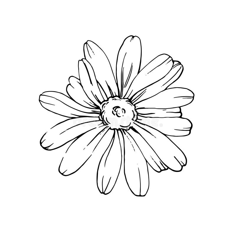Chamomile Flower Hand Drawn Sketch. Line Drawn Illustration on White ...