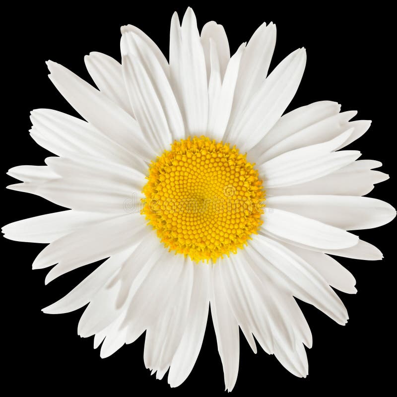 Chamomile Flower Flying Petals Isolated on White Background Stock Image ...