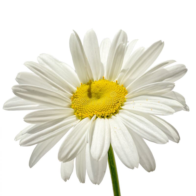 Chamomile stock photo. Image of macro, view, head, color - 96690020