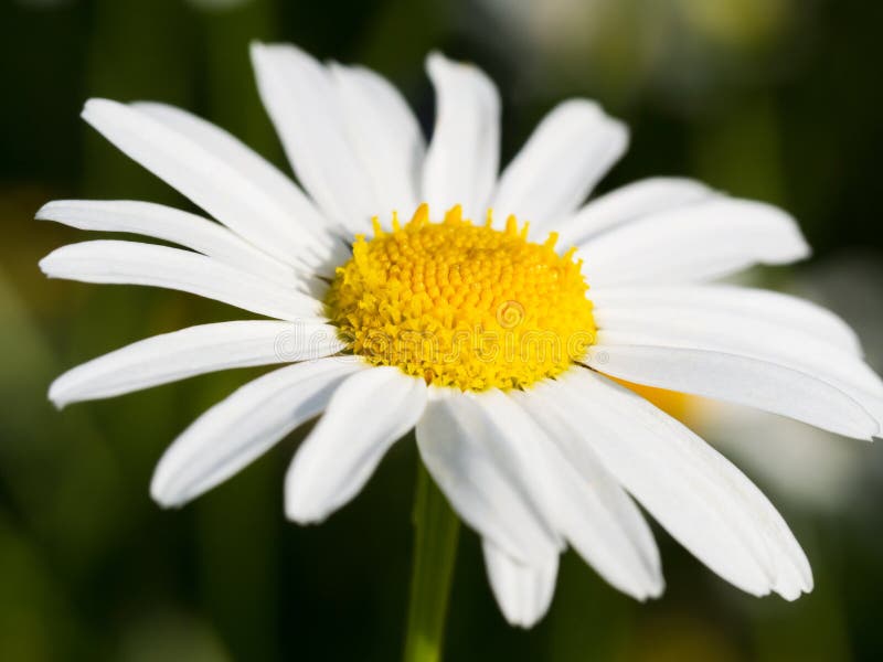Chamomile Flowers in Sunlight. Chamomile Close-up . Stock Photo - Image ...