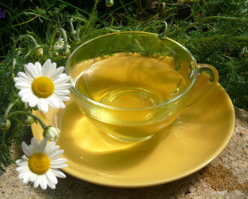Chamomile flower tea stock image. Image of nose, healthy - 42402003