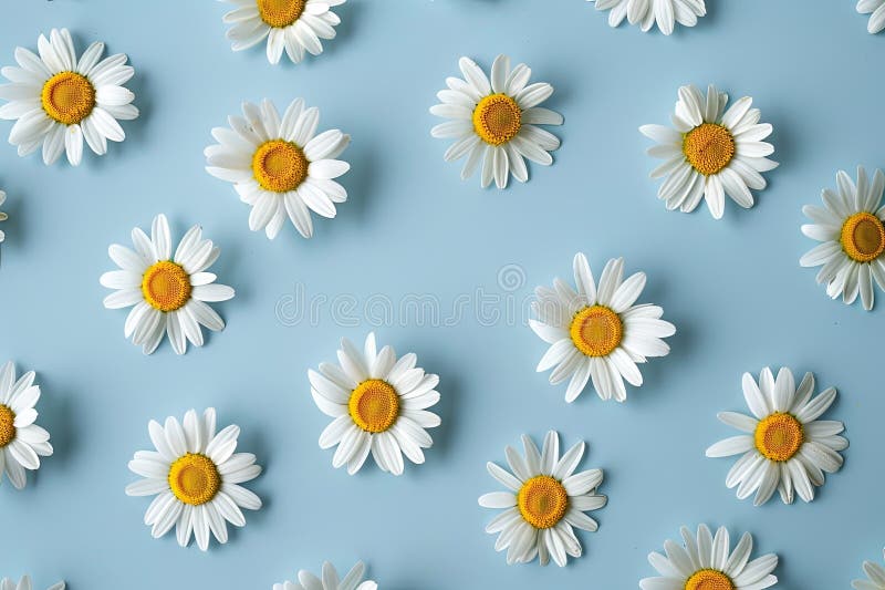 Chamomile Flowers Arranged Flat on a Blue Background Creating a Pattern ...