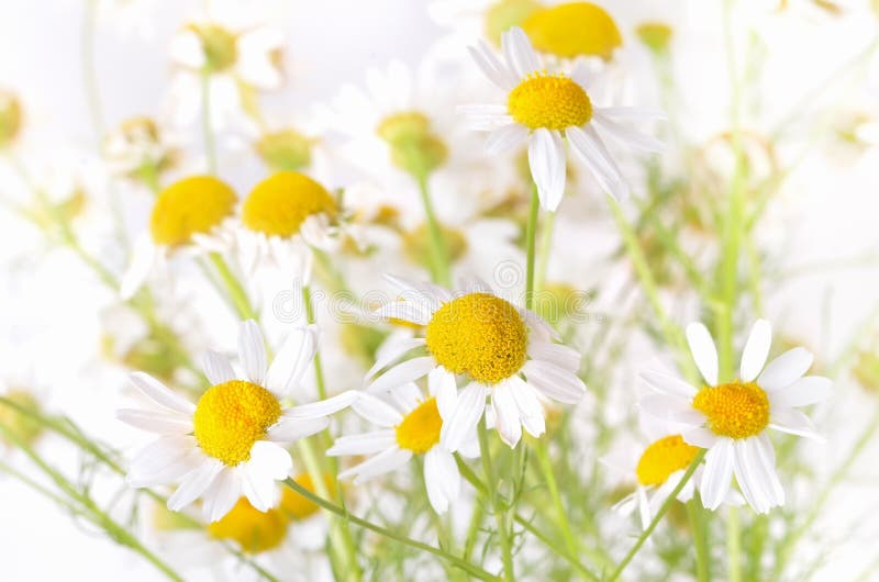 Chamomile Flowers, Close Up View Stock Photo - Image of close, grow ...