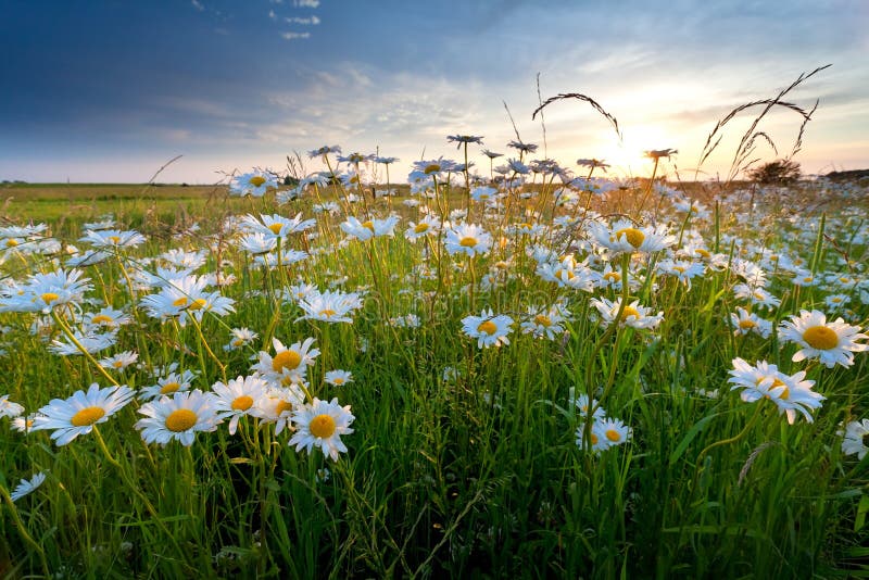 Summer Gold Sunrise Over Meadow Stock Photo - Image of scenic, horizon ...