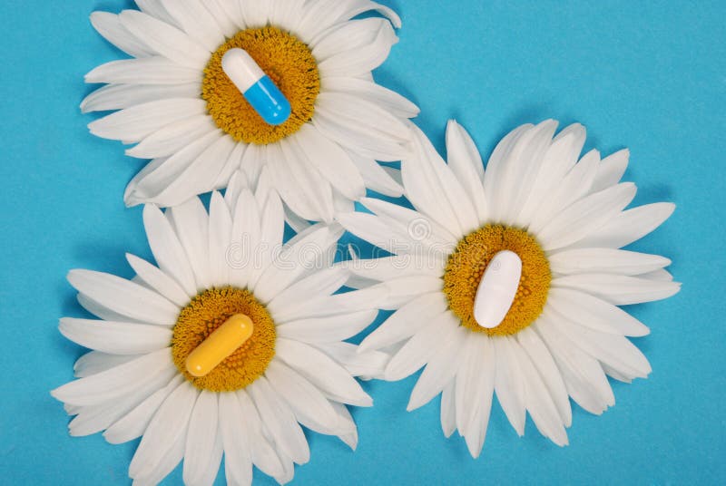 Chamomile Flowers, Homeopathic Medicine Stock Image - Image of health ...